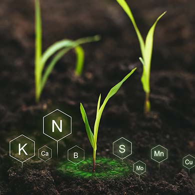 Nutrient Uptake - Grass - Farm