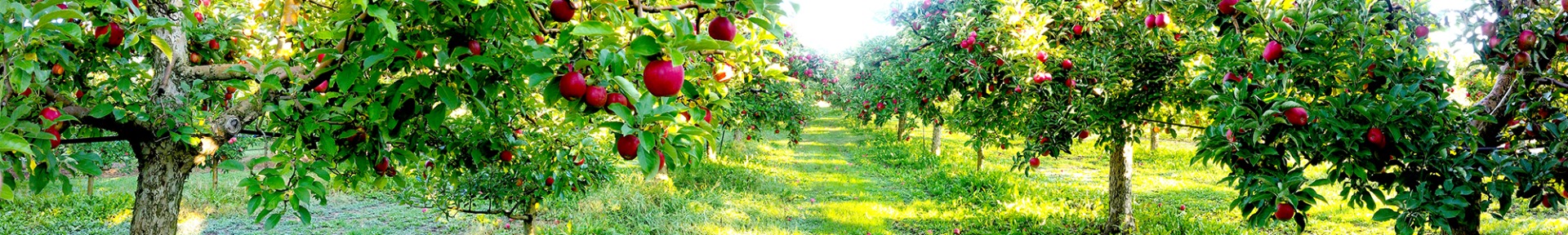 Fruit Trees - Farm