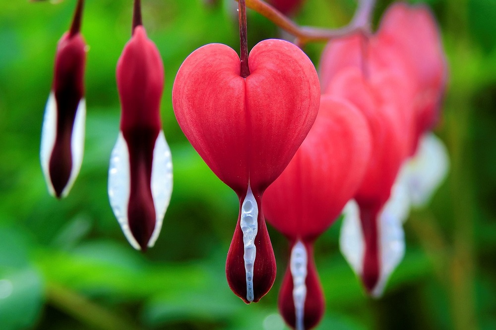 Piante A Forma Di Cuore Idee Per San Valentino Piante A Forma Di Cuore Idee Per San Valentino